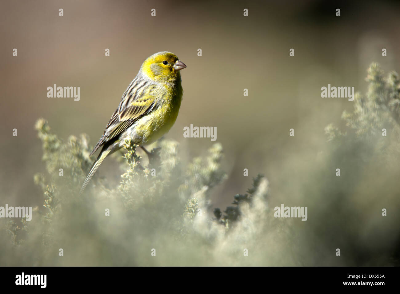 Uccello canarino immagini e fotografie stock ad alta risoluzione - Alamy