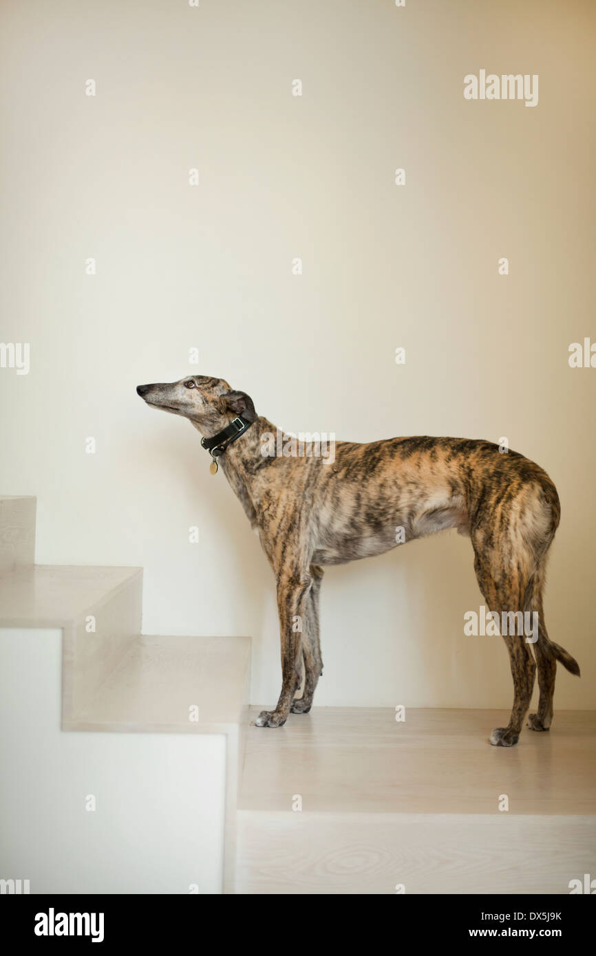 Cane levriero immagini e fotografie stock ad alta risoluzione - Alamy