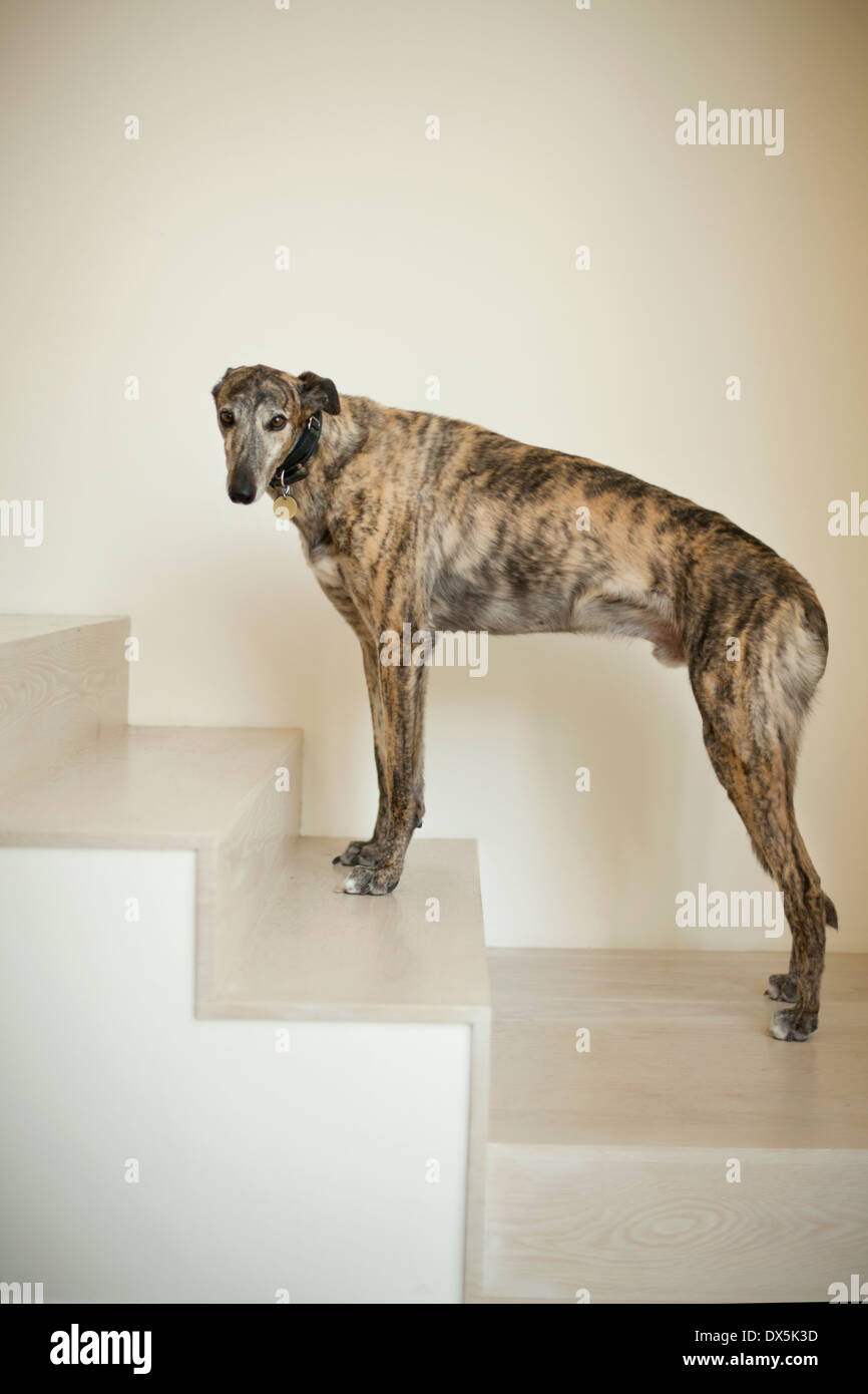 Cane levriero immagini e fotografie stock ad alta risoluzione - Alamy