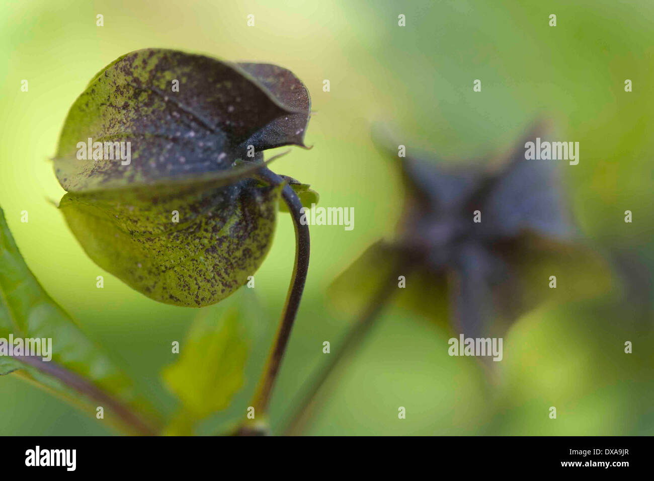 Nicandra physaloides immagini e fotografie stock ad alta risoluzione ...