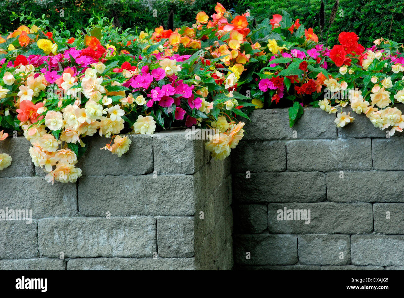 Letto rialzato con fiori estivi immagini e fotografie stock ad alta ...