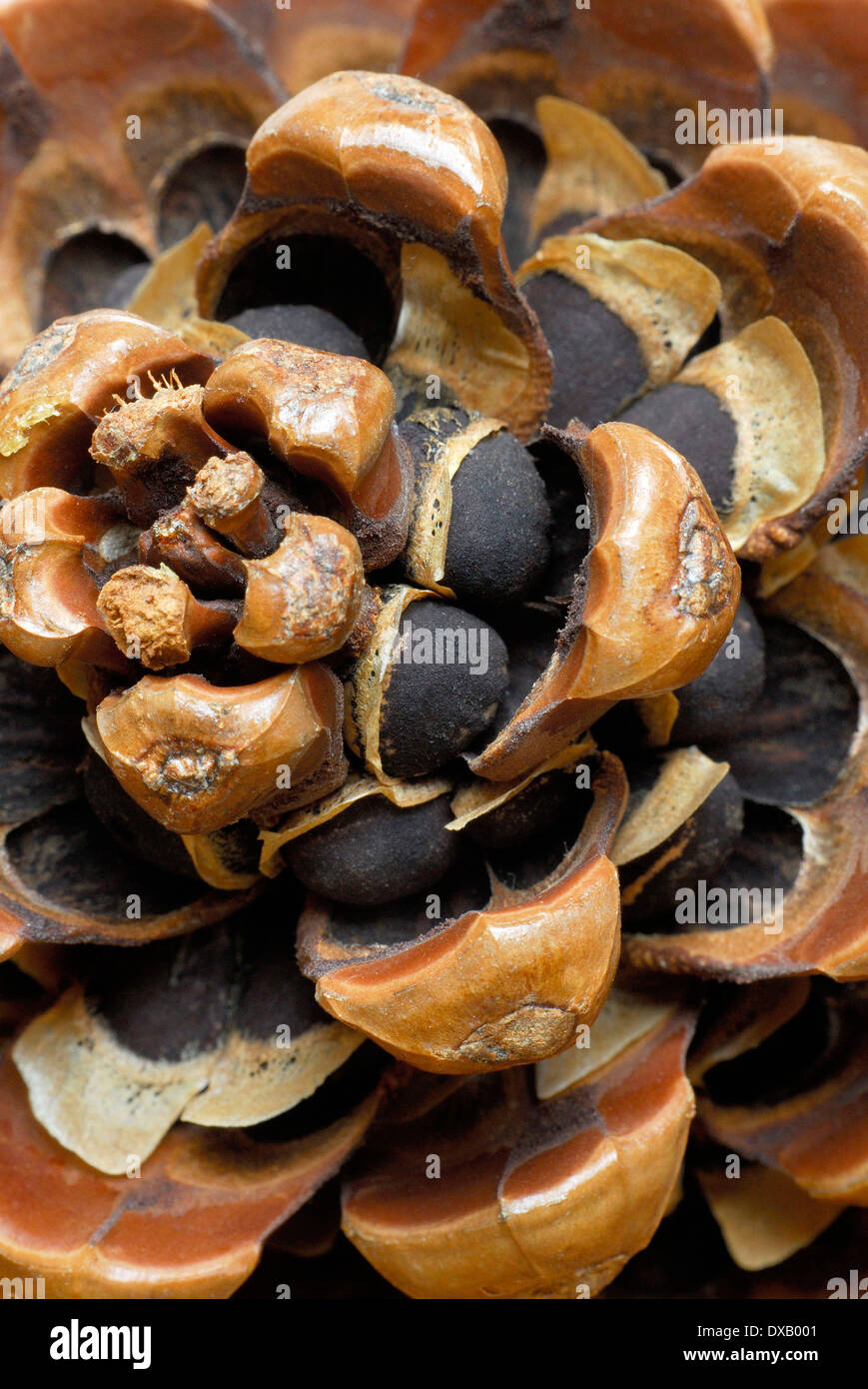 Pigna e pinoli immagini e fotografie stock ad alta risoluzione - Alamy