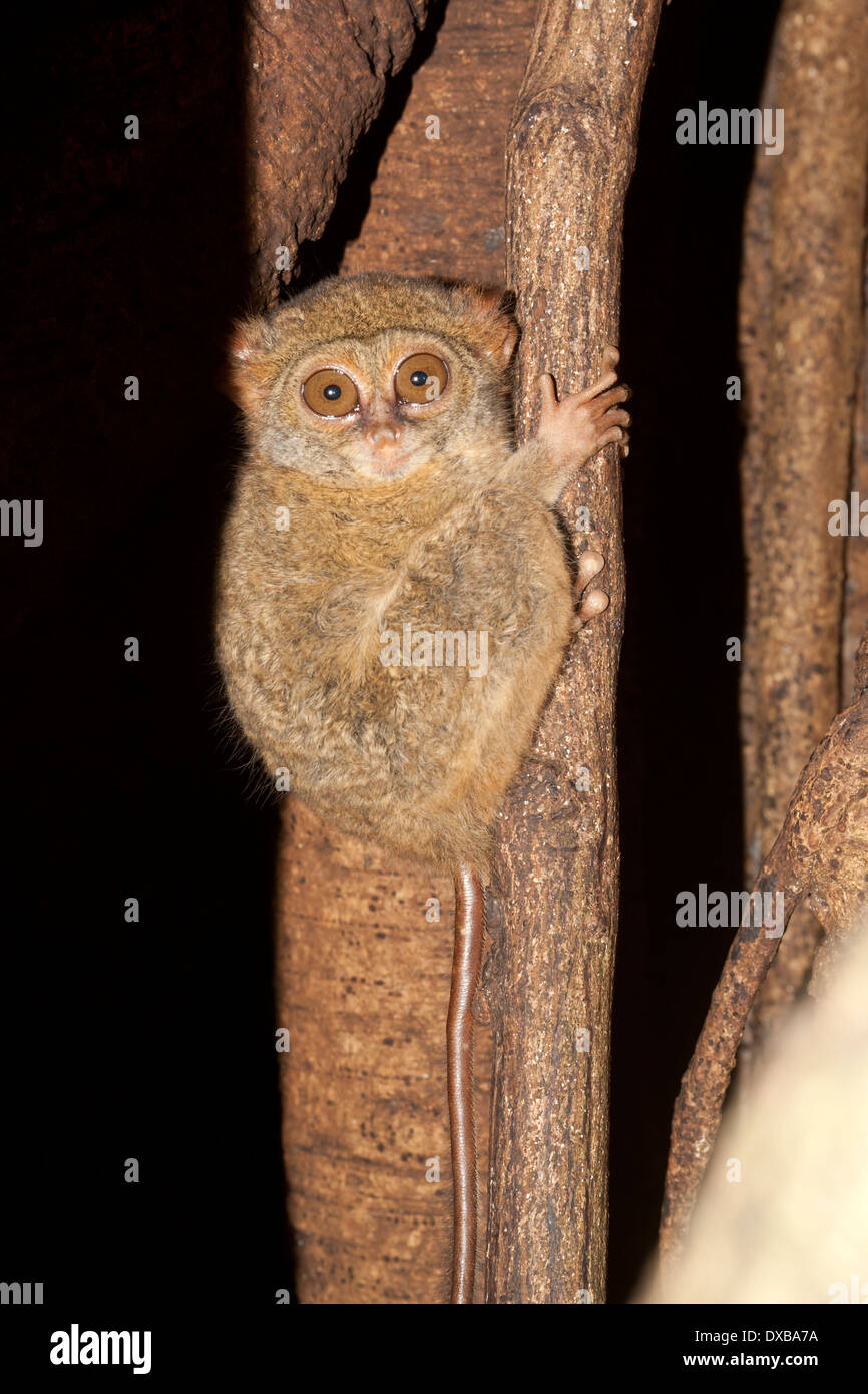 Mammiferi tarsius tarsier tarsiidae mammiferi mammalia immagini e fotografie stock ad alta ...
