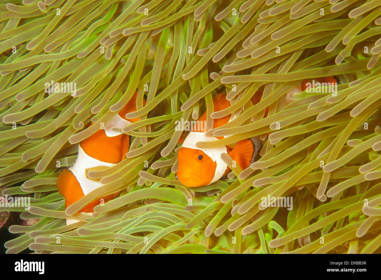 Pesci nemo immagini e fotografie stock ad alta risoluzione - Alamy
