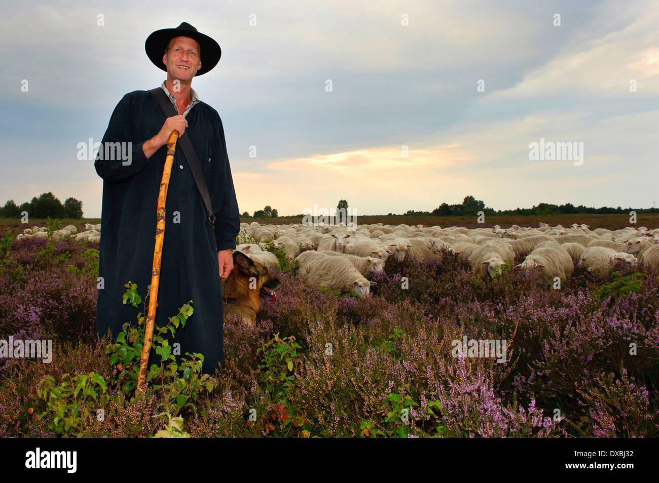 Pastore con gregge di pecore domestiche immagini e fotografie stock ad ...