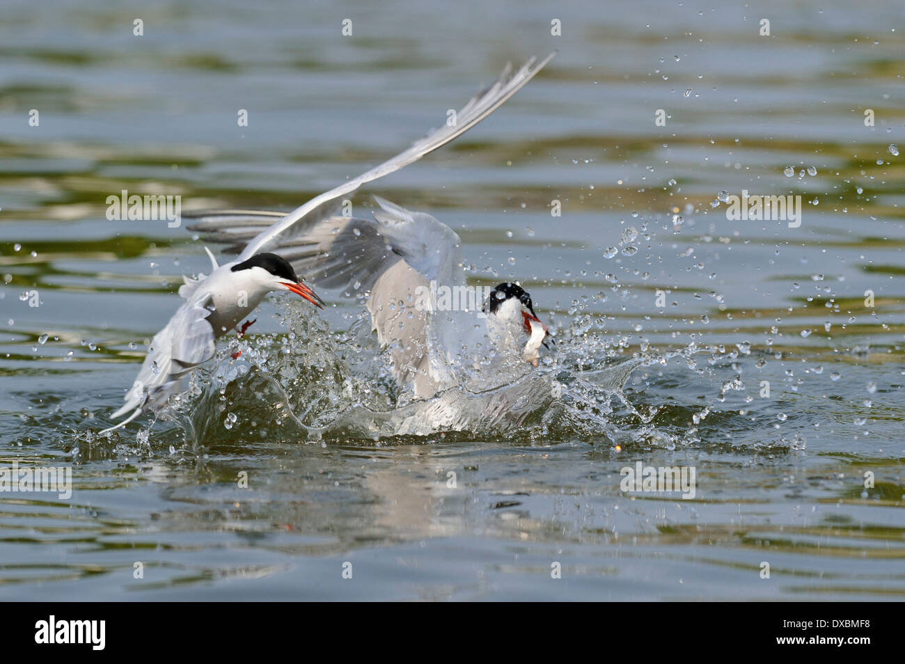 Sterna comune immagini e fotografie stock ad alta risoluzione - Alamy