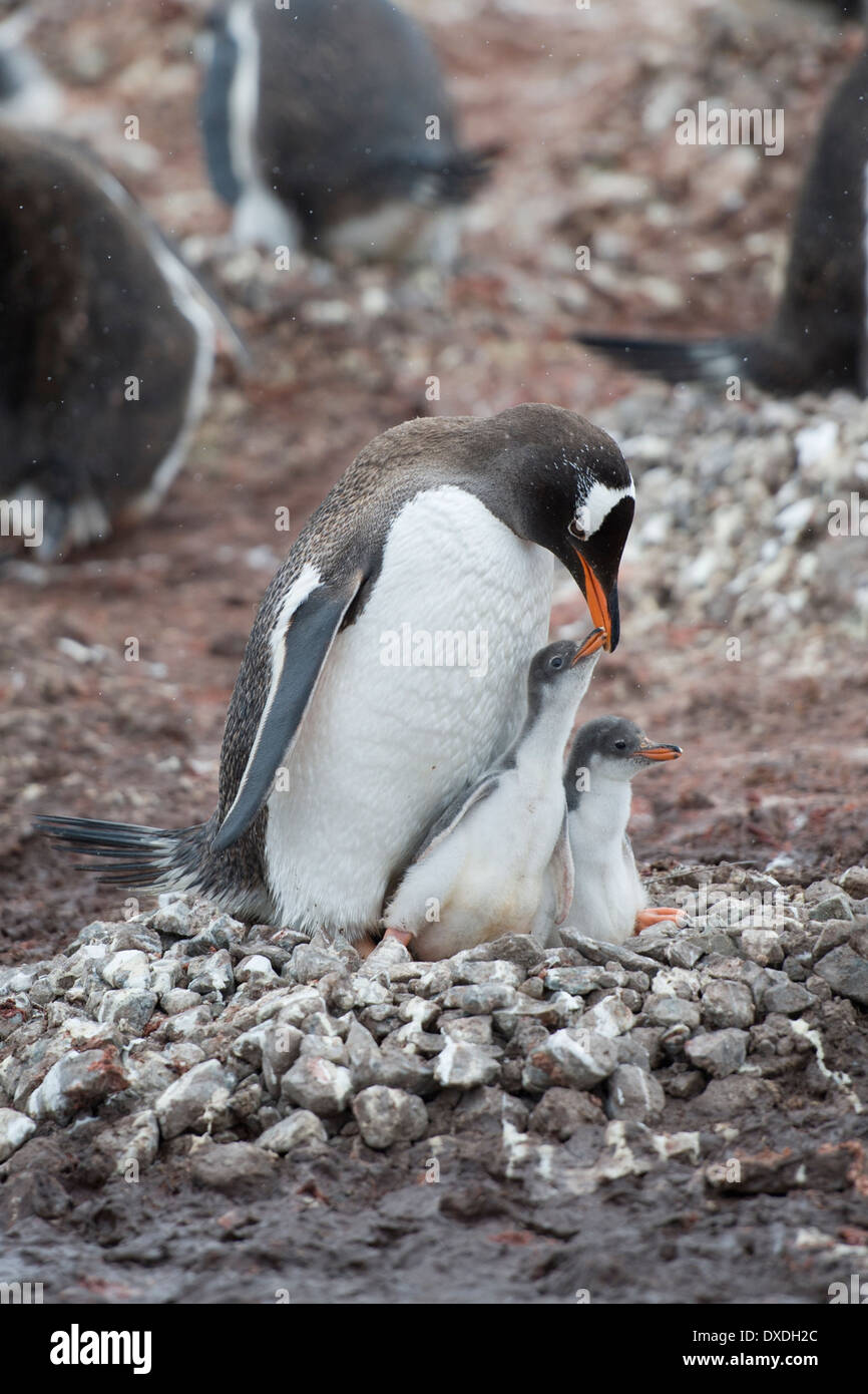Alimentazione del pinguino gentoo immagini e fotografie stock ad alta ...
