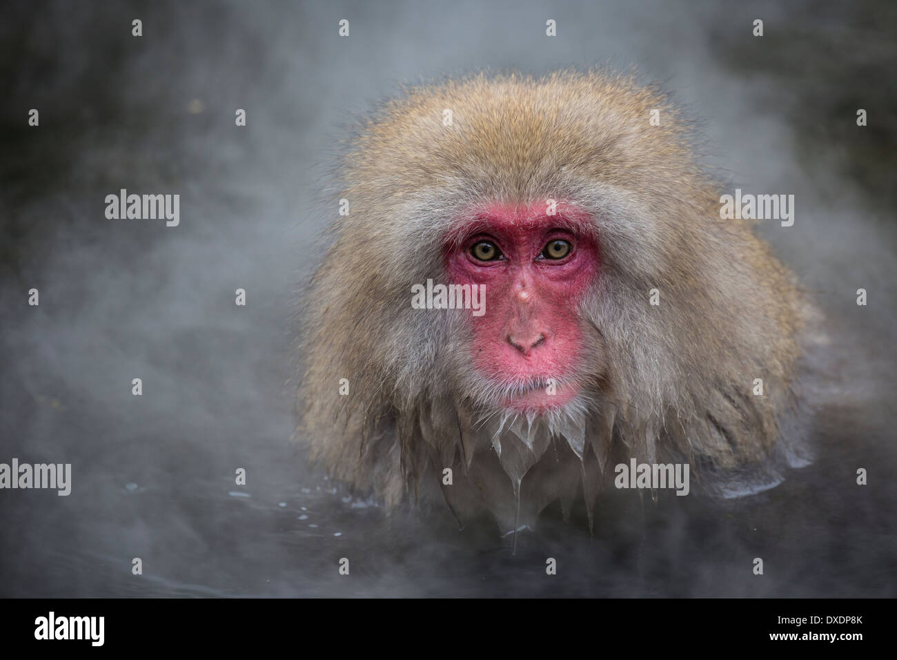 Macaco del giappone immagini e fotografie stock ad alta risoluzione - Alamy