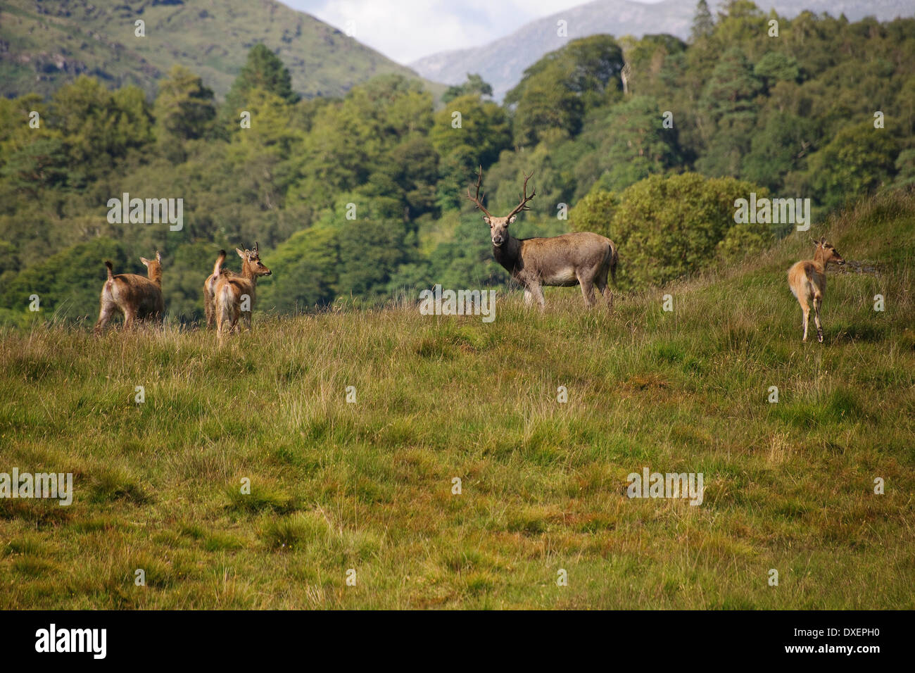 Lei di cervi immagini e fotografie stock ad alta risoluzione - Alamy