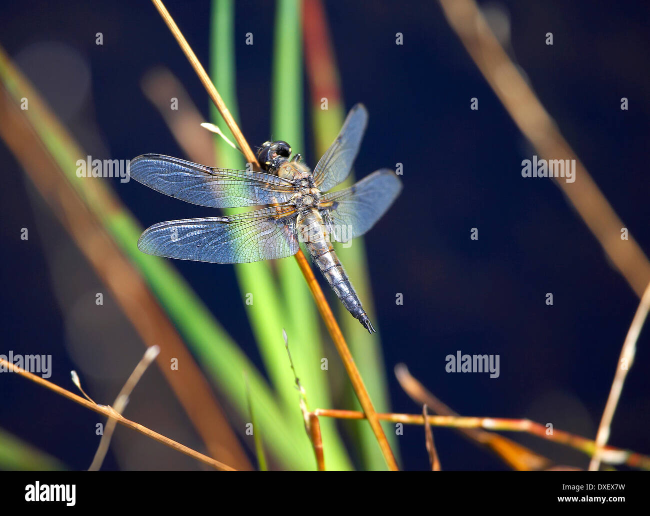 Libellula uk immagini e fotografie stock ad alta risoluzione - Alamy