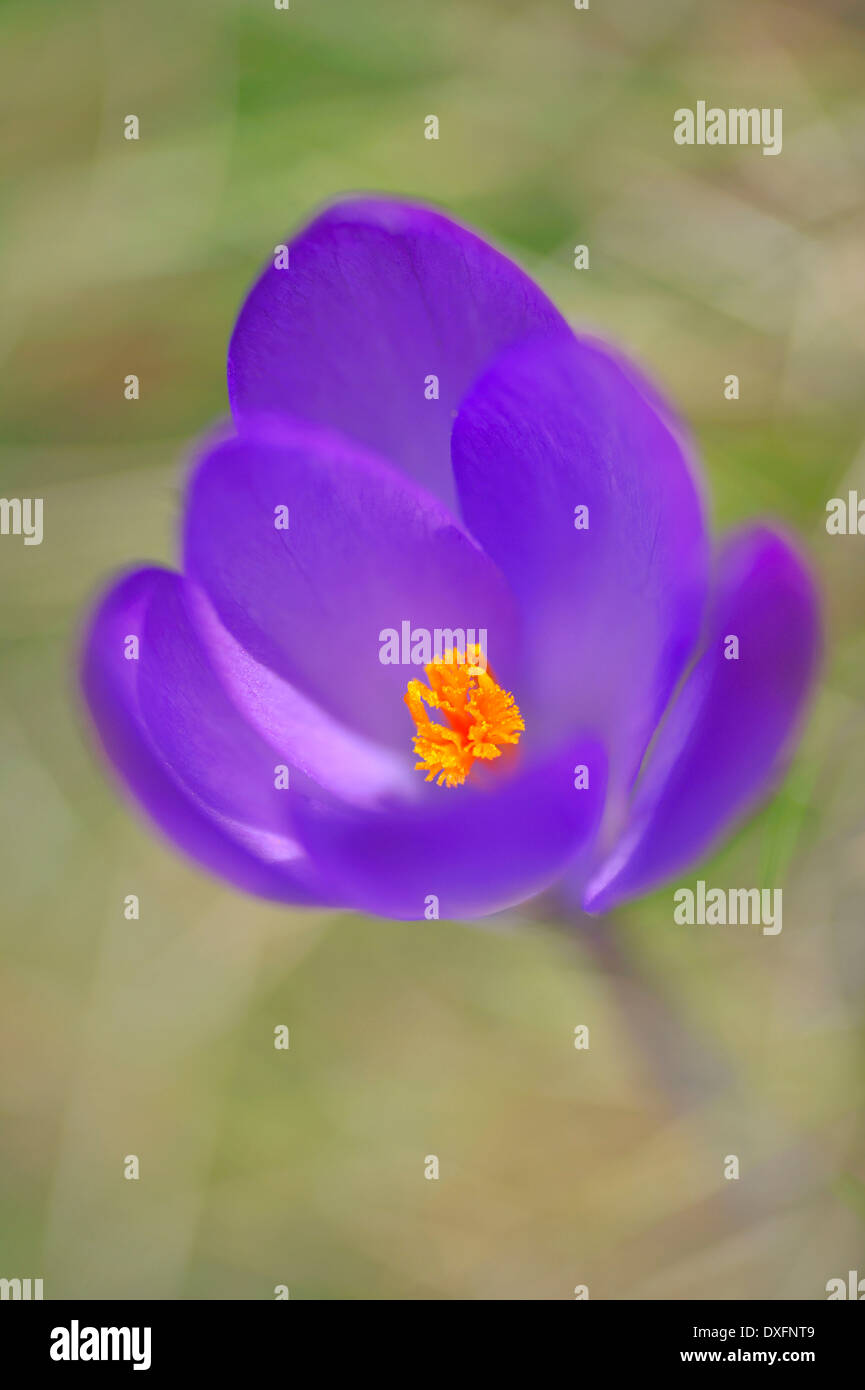 Crocus crocus spec immagini e fotografie stock ad alta risoluzione - Alamy