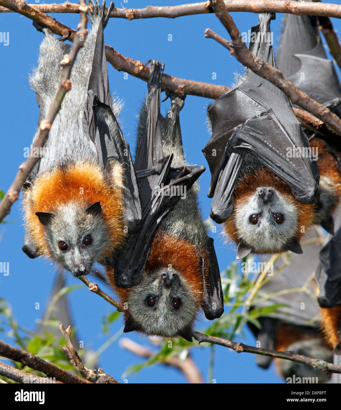 Flying Fox Tree Immagini & Flying Fox Tree Fotos Stock - Alamy