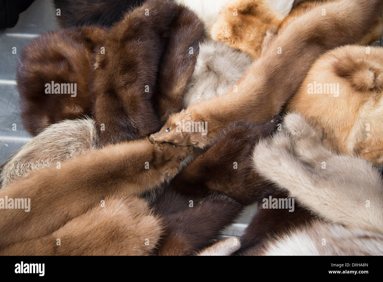 Pelli di animali immagini e fotografie stock ad alta risoluzione - Alamy