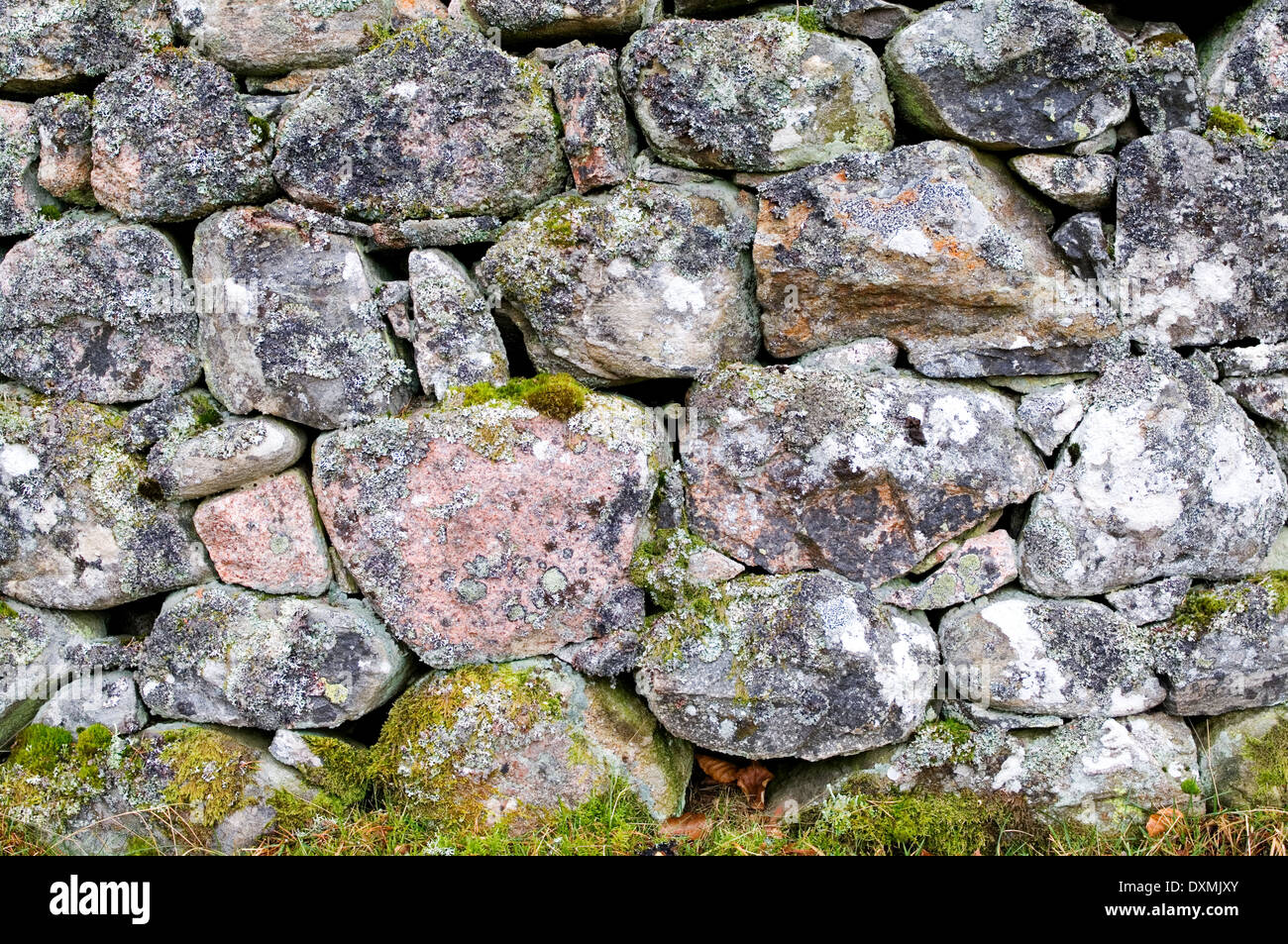 Muschio sui muri immagini e fotografie stock ad alta risoluzione - Alamy