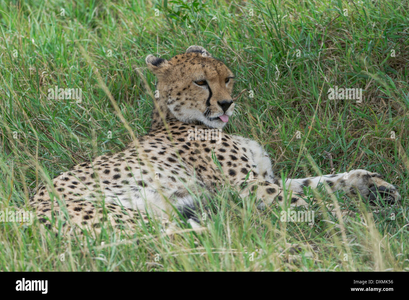 Gepard hintergrund immagini e fotografie stock ad alta risoluzione - Alamy