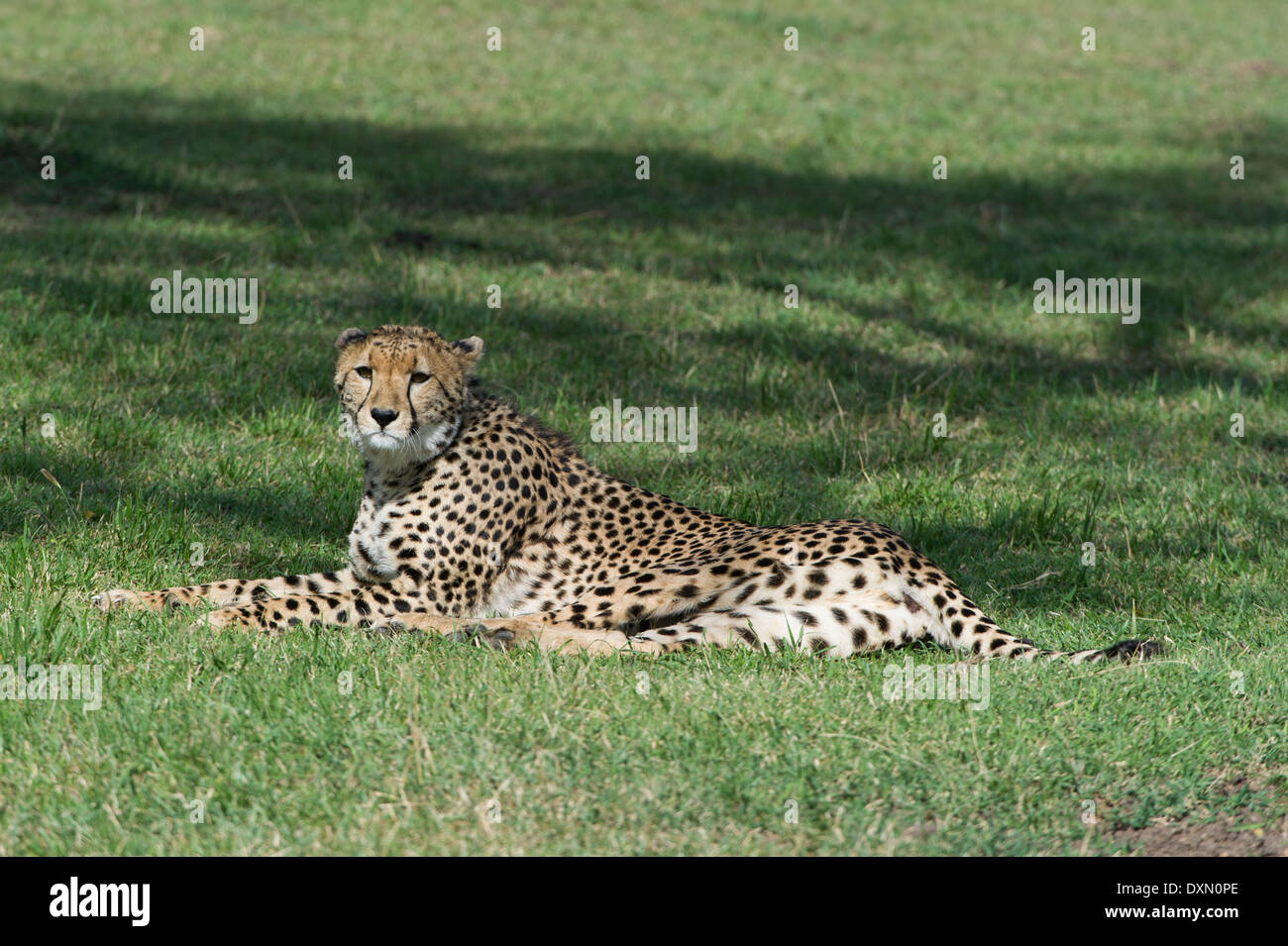 Gepard hintergrund immagini e fotografie stock ad alta risoluzione - Alamy