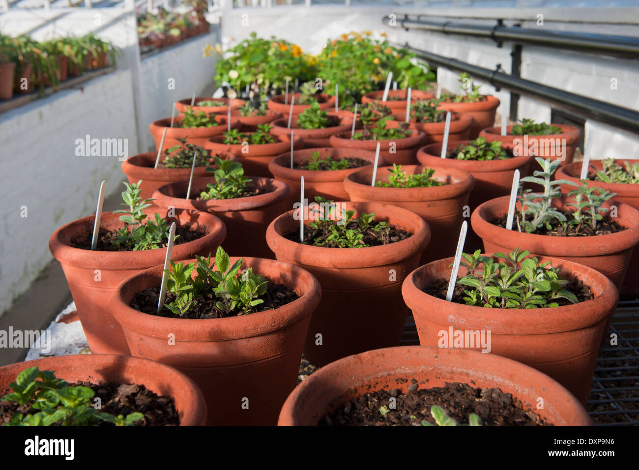 Vasi di terracotta immagini e fotografie stock ad alta risoluzione - Alamy