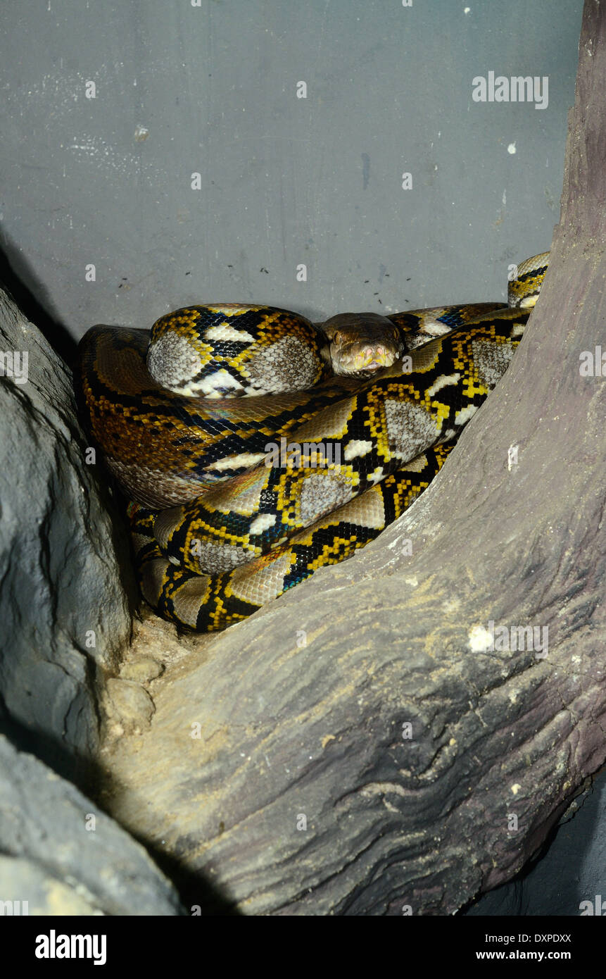 Python python reticulatus immagini e fotografie stock ad alta ...