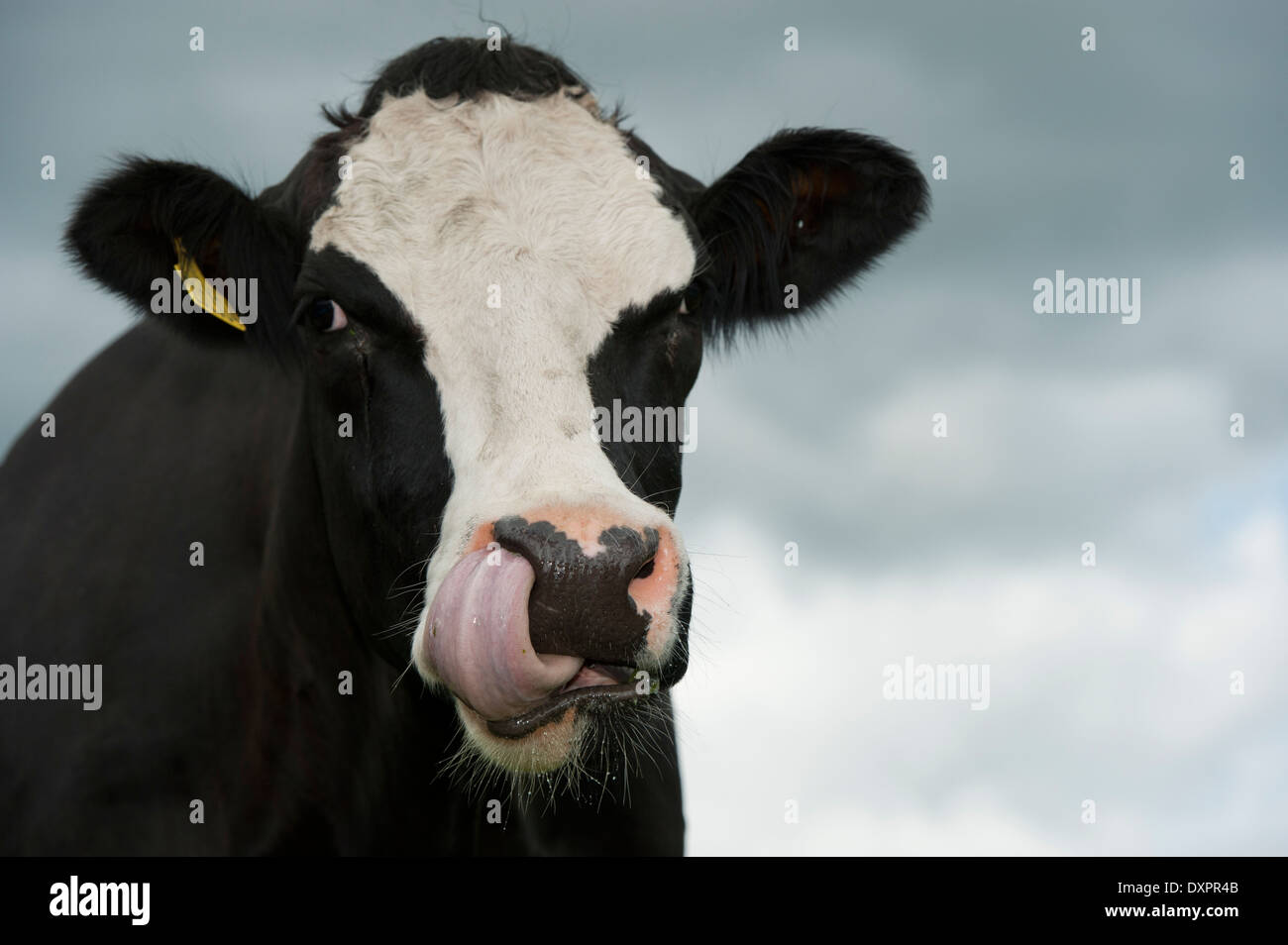 Leccata di mucca immagini e fotografie stock ad alta risoluzione - Alamy