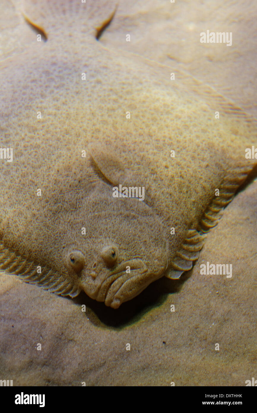 Rombo di pleuronectes immagini e fotografie stock ad alta risoluzione ...