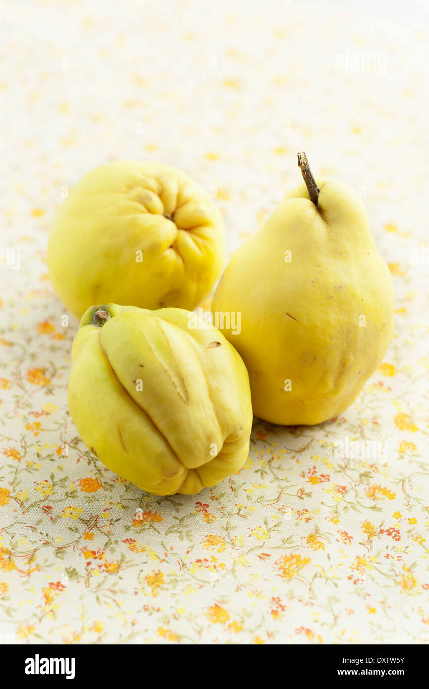 Come mela cotogna immagini e fotografie stock ad alta risoluzione - Alamy