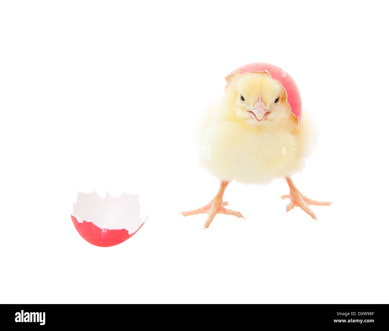 Un pulcino fuori da cova di un rosa uovo di Pasqua. Girato su sfondo ...