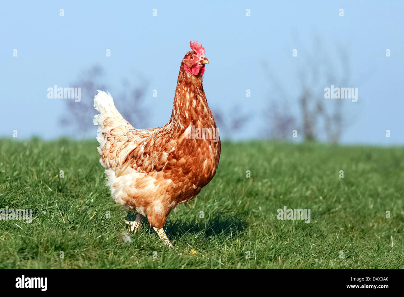 Galline ovaiole marroni immagini e fotografie stock ad alta risoluzione ...