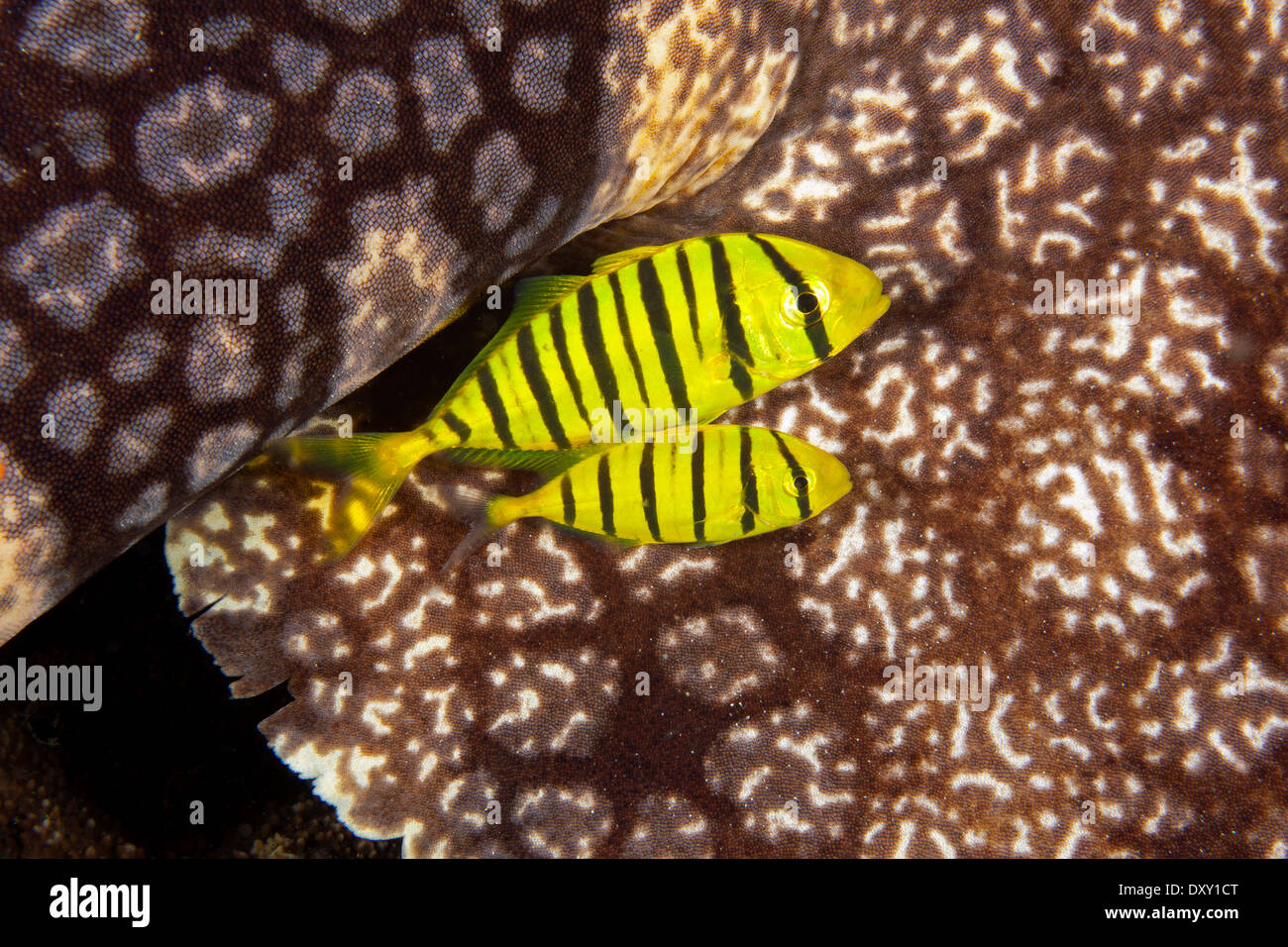 Speciosus dorato del trevally pilotfish gnathanodon immagini e ...