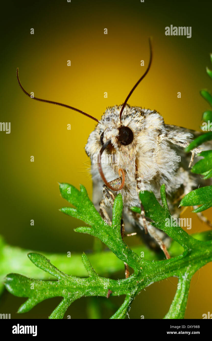 Ritratto di insetto immagini e fotografie stock ad alta risoluzione - Alamy