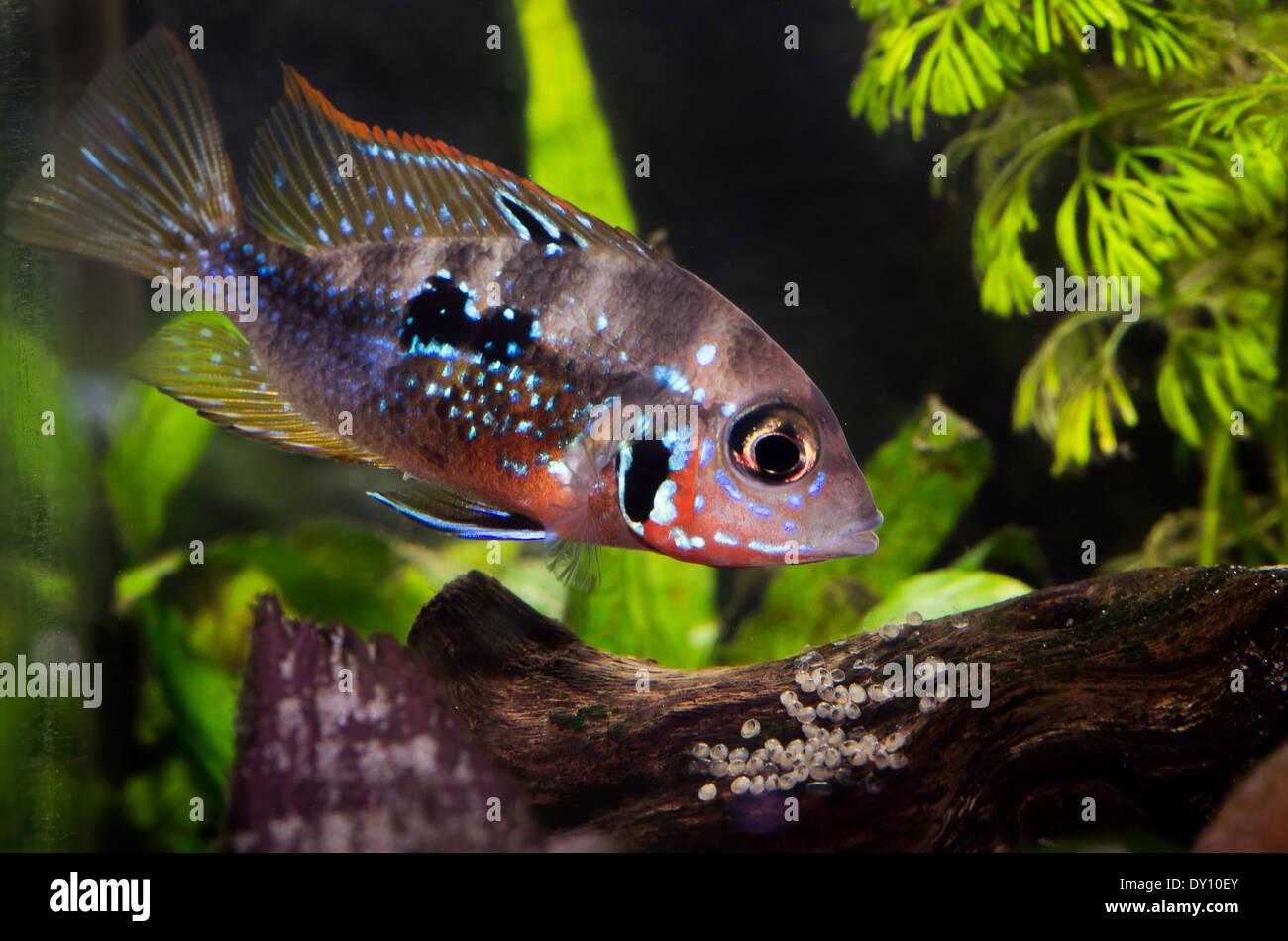 Thorichthys ellioti immagini e fotografie stock ad alta risoluzione - Alamy