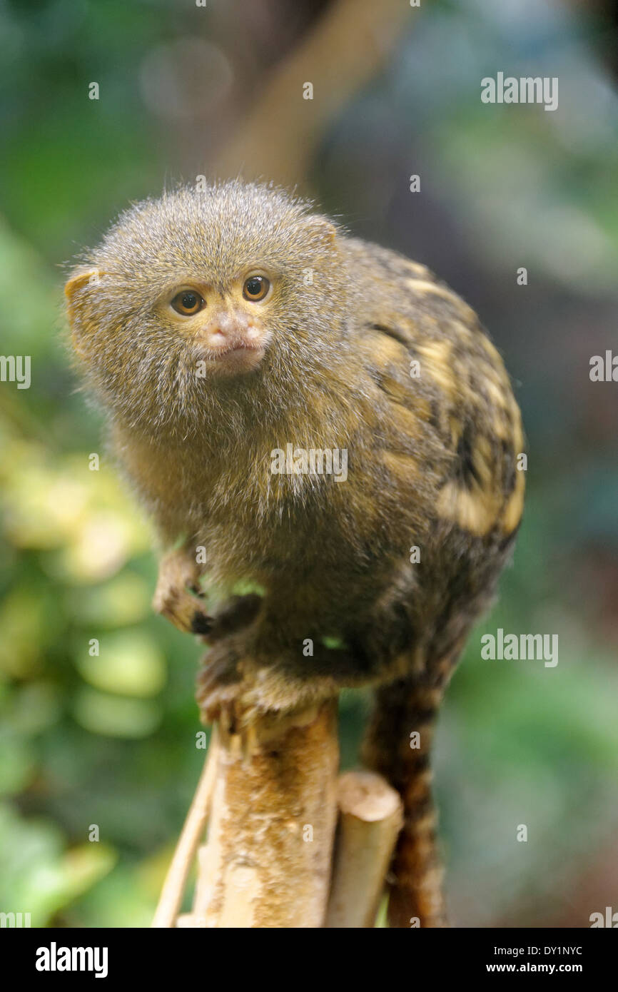 Marmoset pigmeo (Cebuella pygmaea) è un piccolo nuovo mondo nativo ...