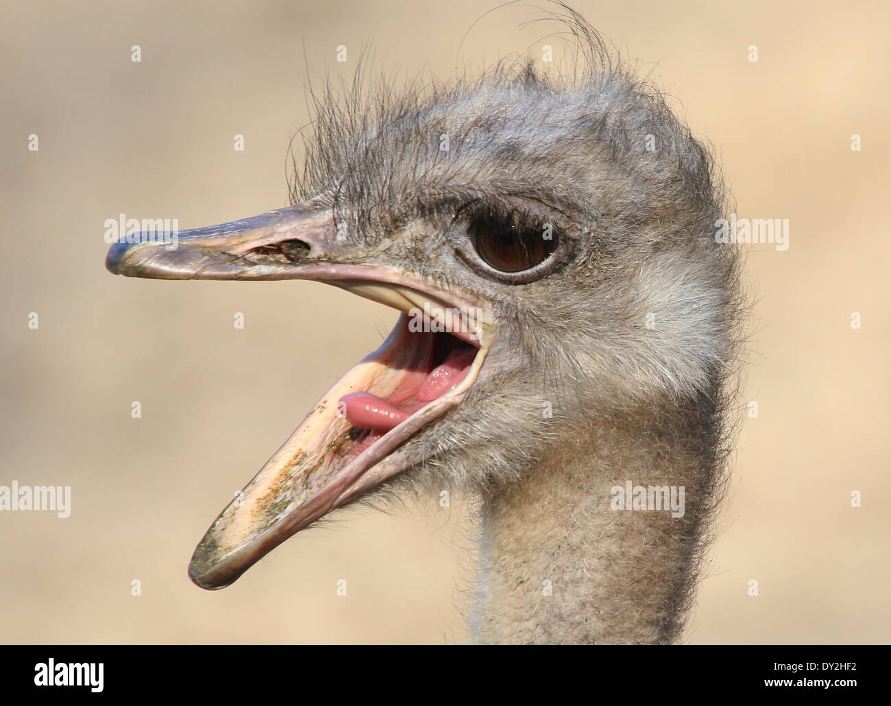 Struzzi divertenti immagini e fotografie stock ad alta risoluzione - Alamy