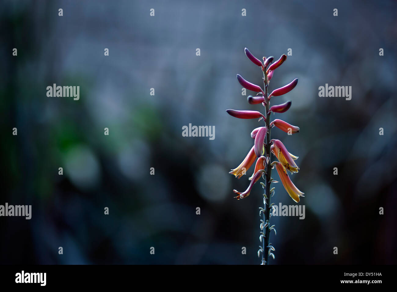 Fiore di aloe vera immagini e fotografie stock ad alta risoluzione - Alamy