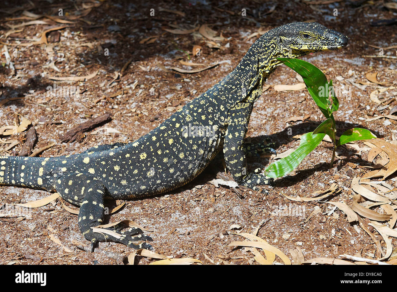 Australia, goanna, Queensland, animale, Whitsunday Island, Waran ...