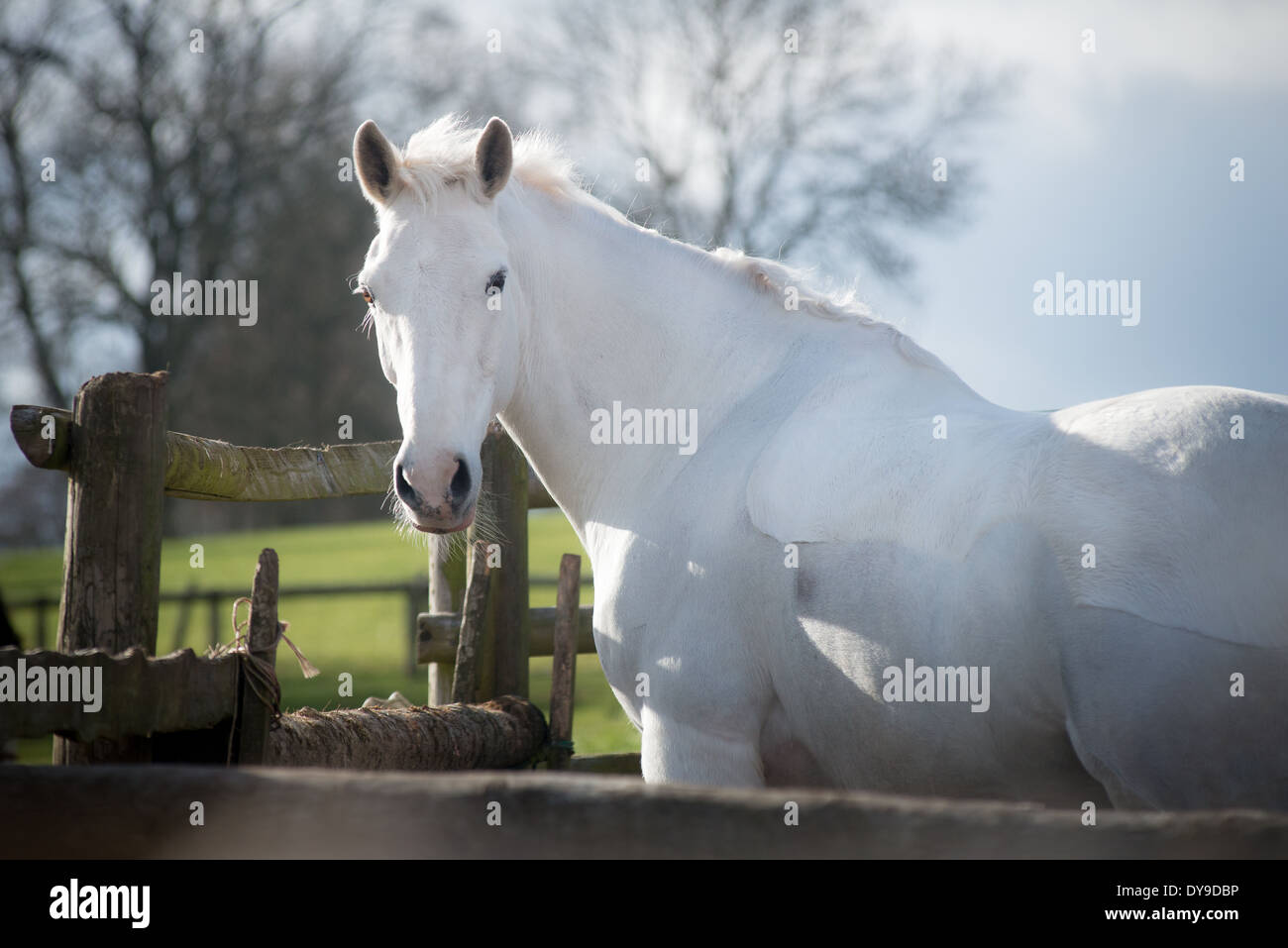 Cavallo stallone immagini e fotografie stock ad alta risoluzione - Alamy