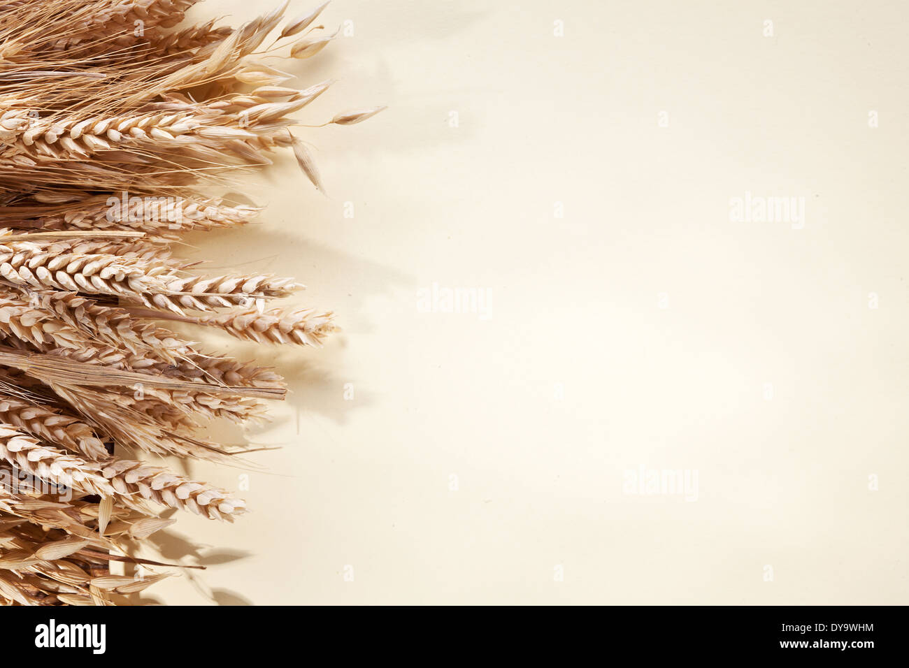 Spighe di grano immagini e fotografie stock ad alta risoluzione - Alamy