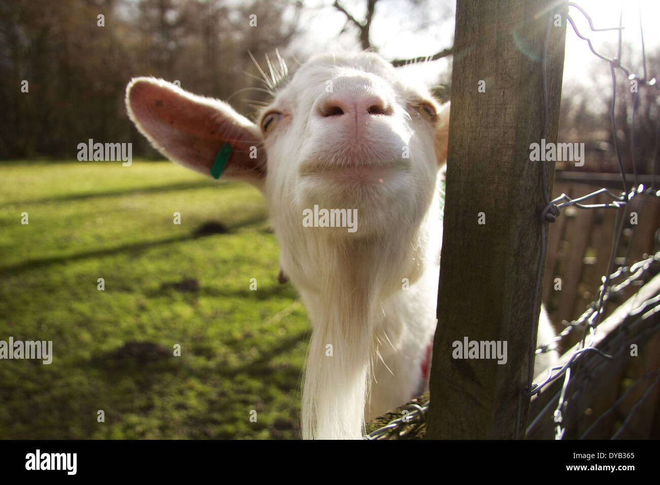 Sorriso felice capra immagini e fotografie stock ad alta risoluzione ...