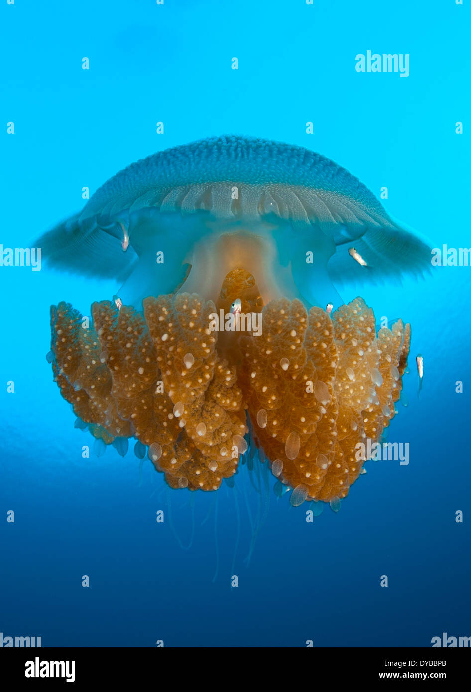 Thysanostoma thysanura jellyfish immagini e fotografie stock ad alta ...