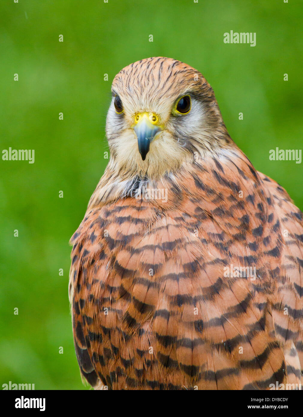 Piume di gheppio immagini e fotografie stock ad alta risoluzione - Alamy
