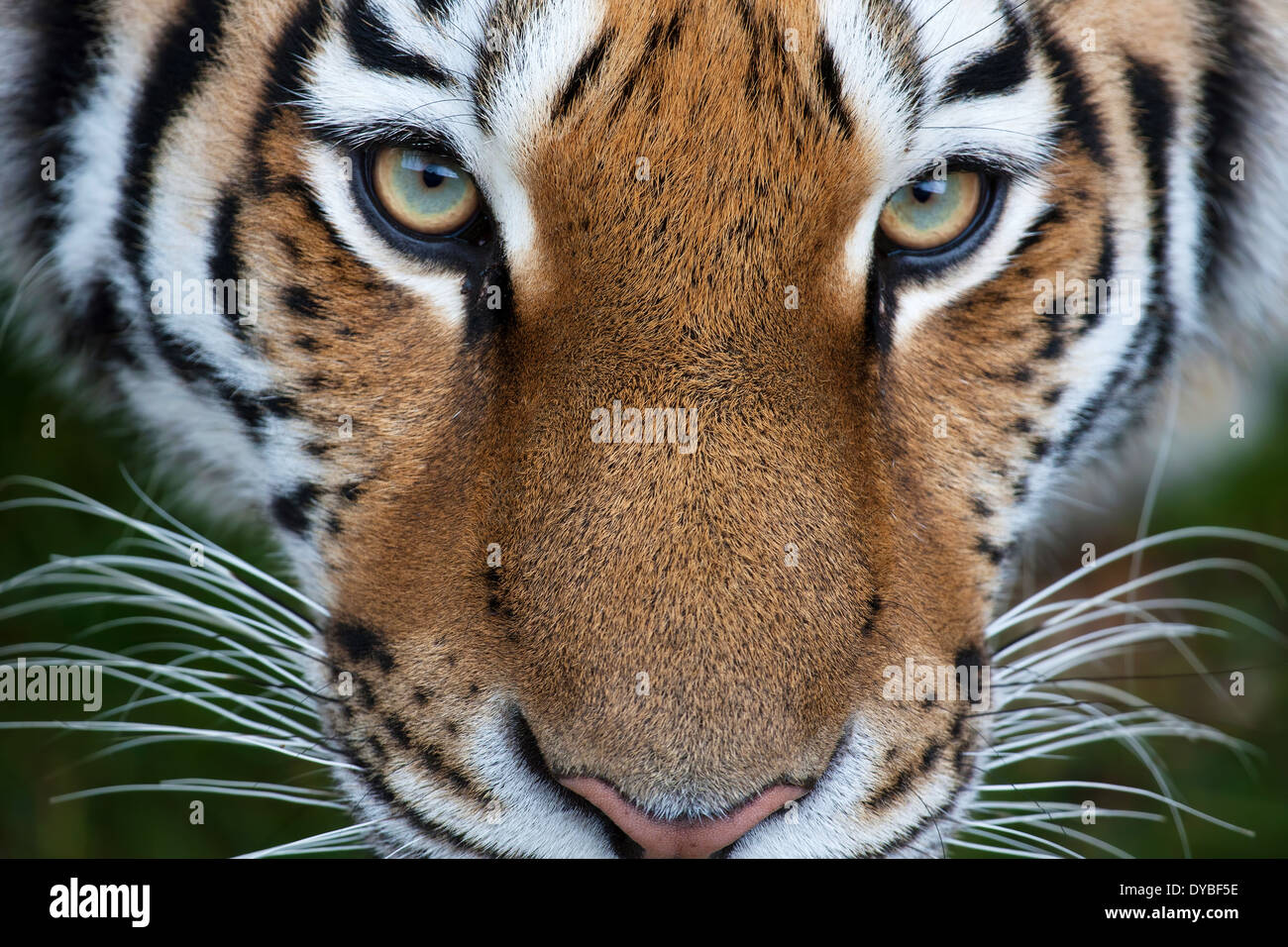 Faccia di tigre immagini e fotografie stock ad alta risoluzione - Alamy
