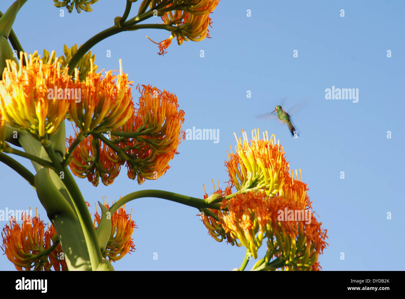 Flora e fauna cubane immagini e fotografie stock ad alta risoluzione ...