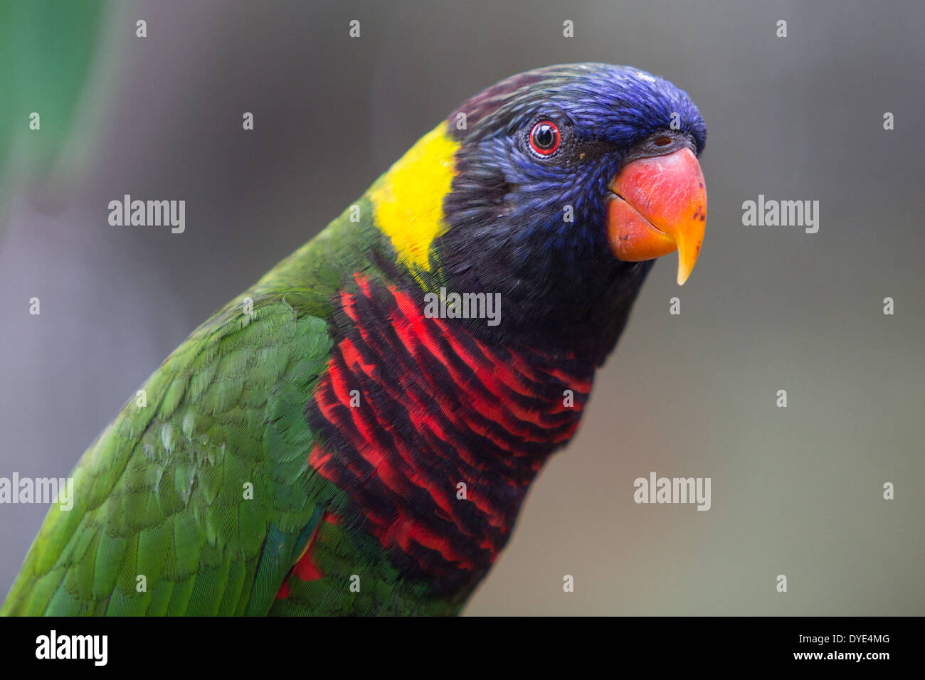 Pappagallo in natura a portata di mano immagini e fotografie stock ad ...