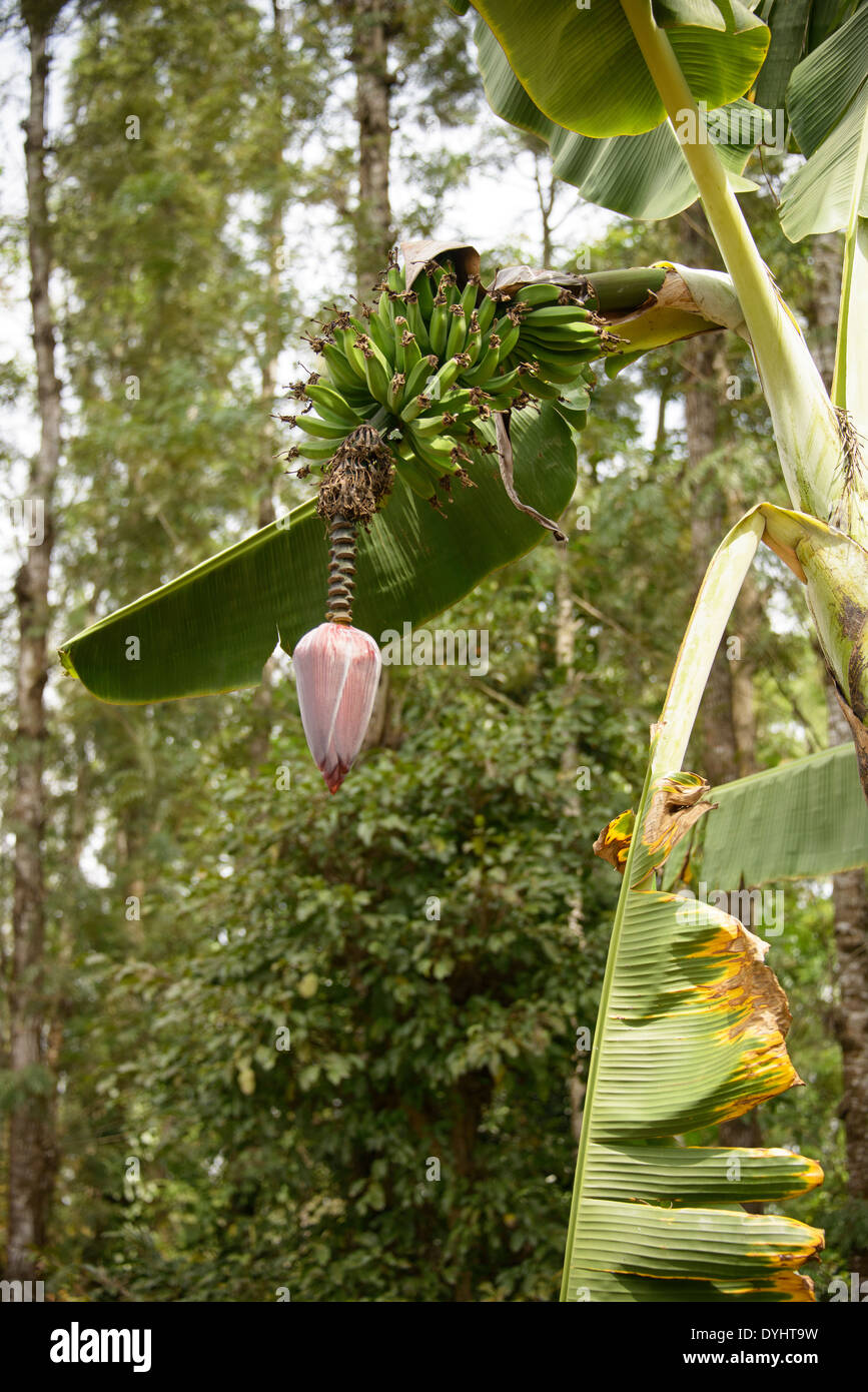 Pianta di banano immagini e fotografie stock ad alta risoluzione - Alamy
