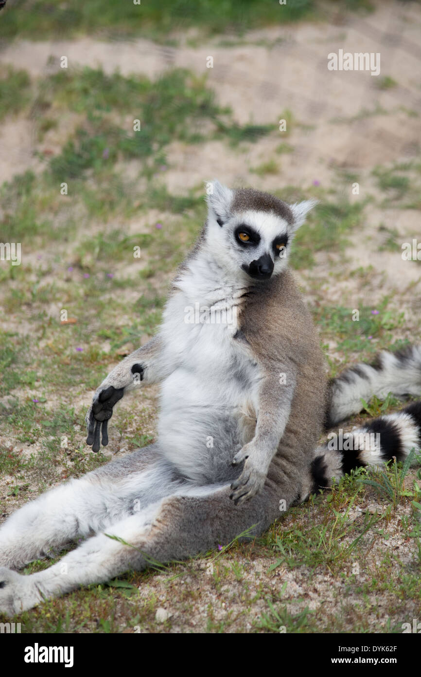 Un lemure immagini e fotografie stock ad alta risoluzione - Alamy