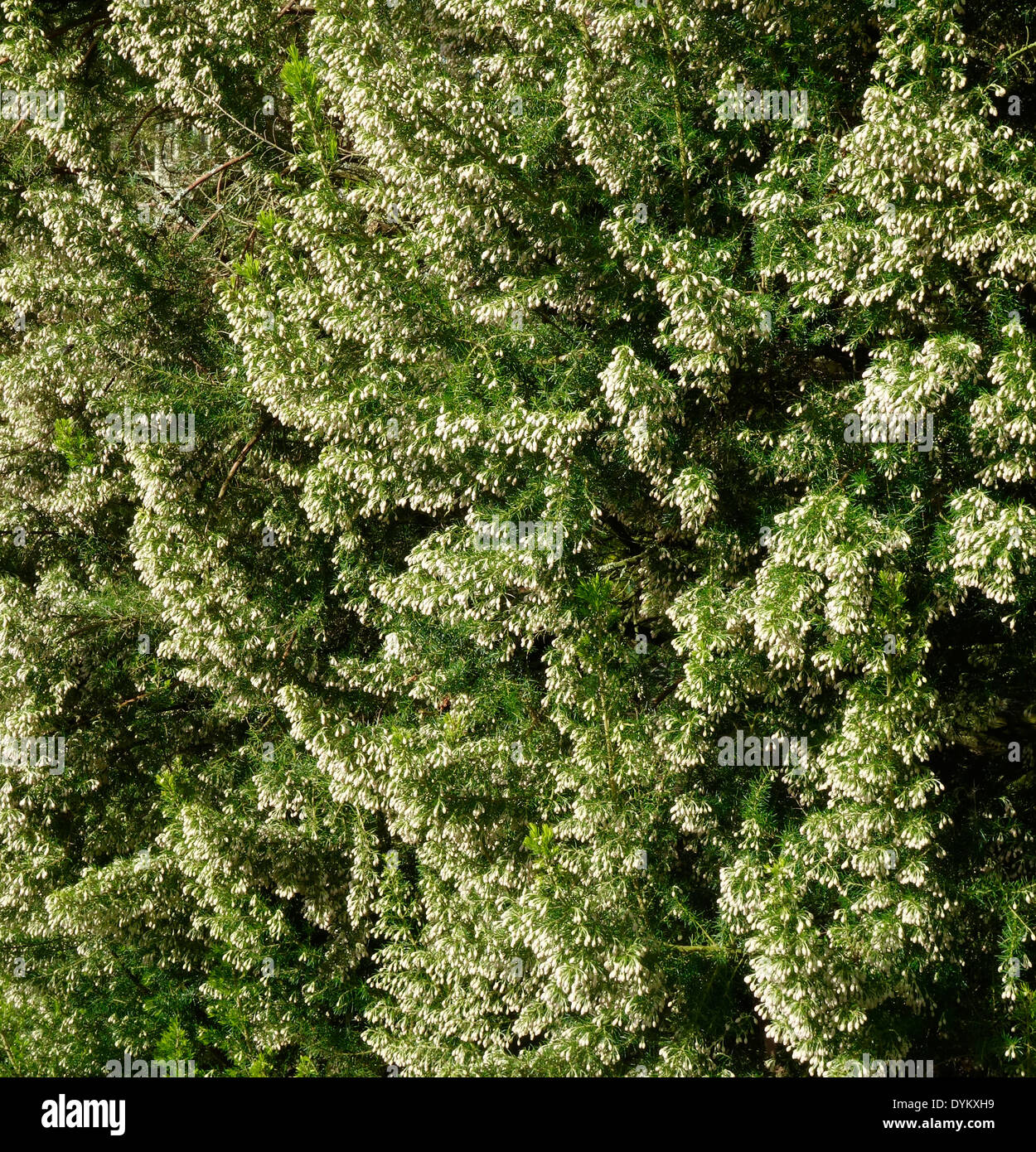 Erica arborea plants immagini e fotografie stock ad alta risoluzione ...