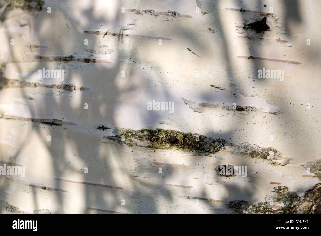 Tronco d'albero betulla pendula betulla d'argento immagini e fotografie ...