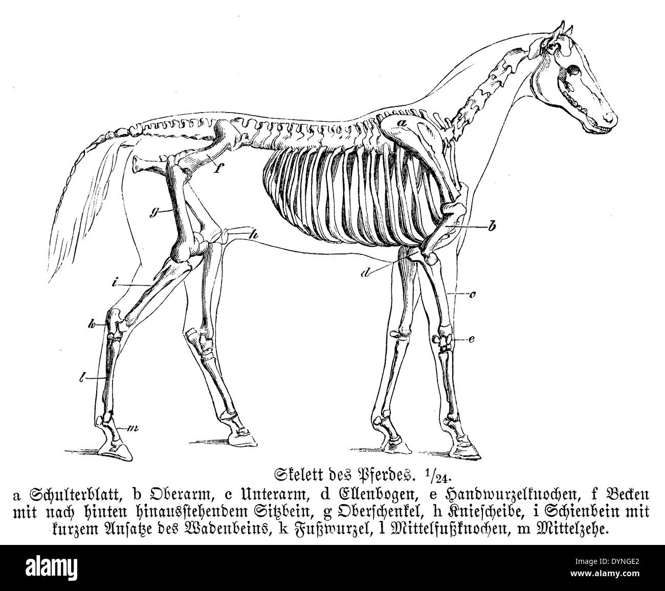 Scheletro cavallo immagini e fotografie stock ad alta risoluzione - Alamy