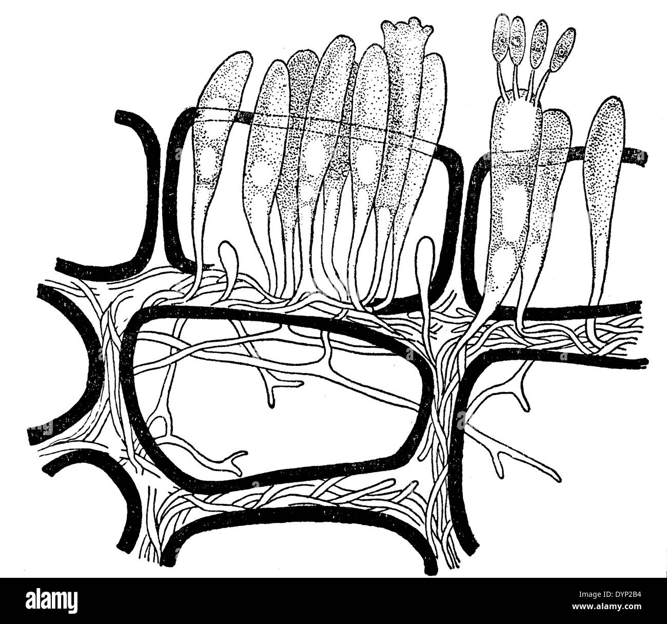 Cellula vegetale disegno immagini e fotografie stock ad alta ...
