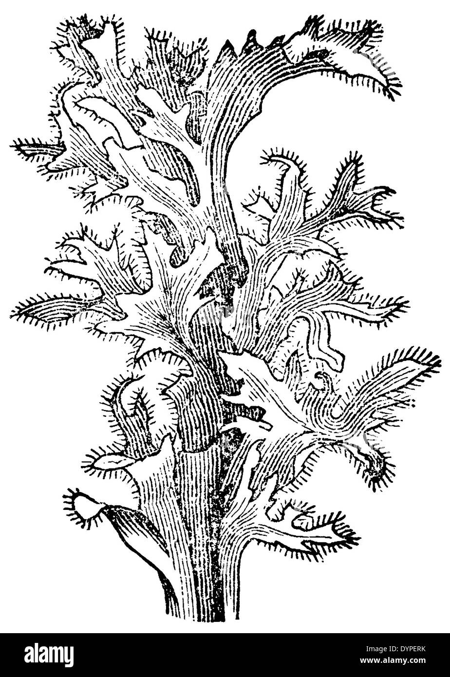 Incisione del muschio immagini e fotografie stock ad alta risoluzione ...