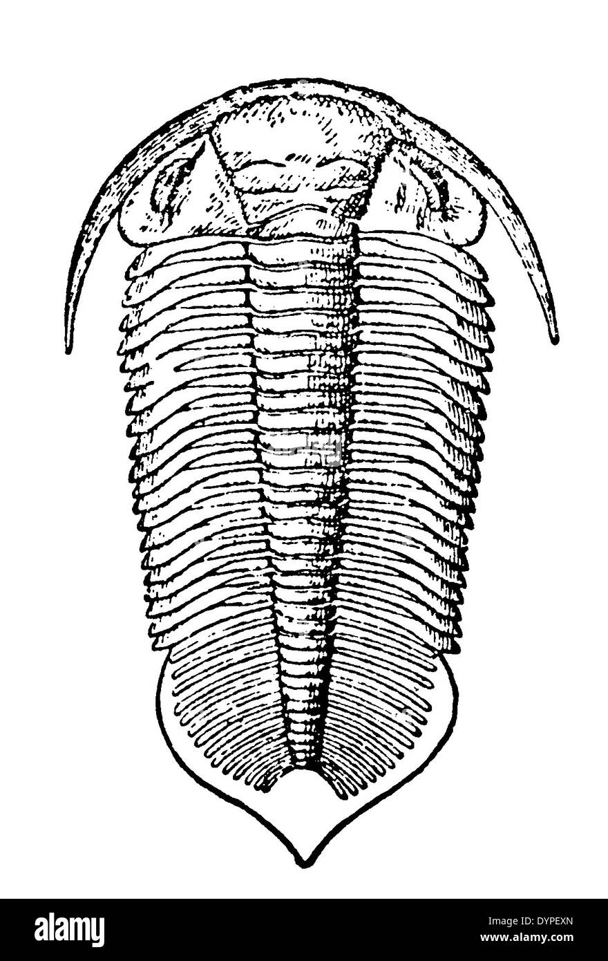 Trilobite drawing immagini e fotografie stock ad alta risoluzione - Alamy